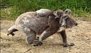 12 anecdotes sur les koalas – Je Savais Pas