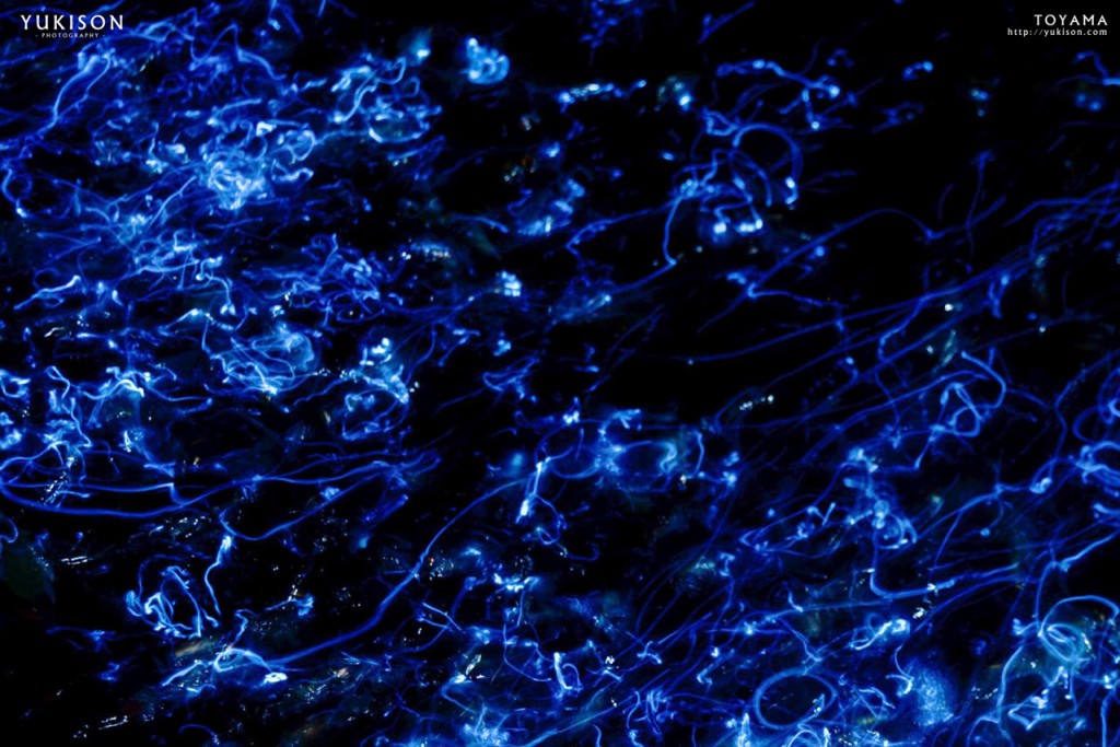 La Mystérieuse Mer Lumineuse du Japon – Je Savais Pas