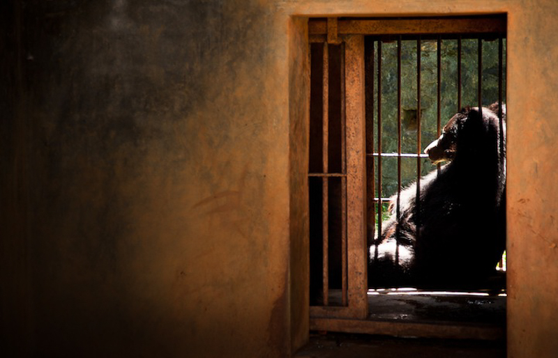 8 photos qui prouvent que les zoos sont des prisons pour animaux – Je ...